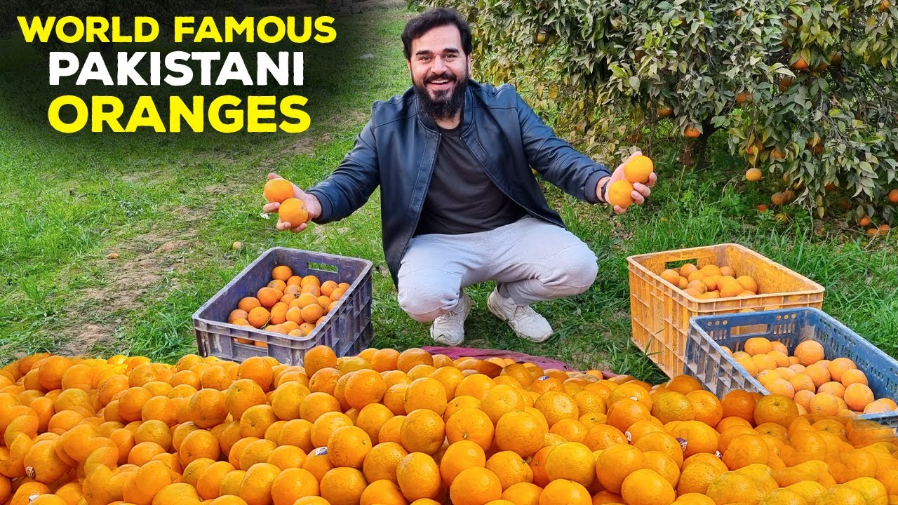 World Famous Pakistani Oranges Production | Sargodha | Mateela - YouTube