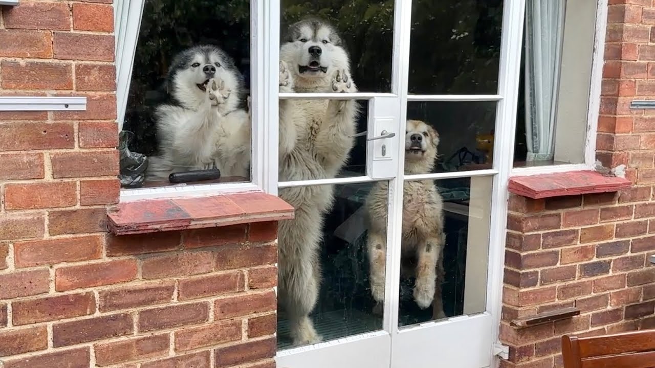 Giant Dogs Nearly Break Window So Excited To See Mom And Dad! (Cutest ...