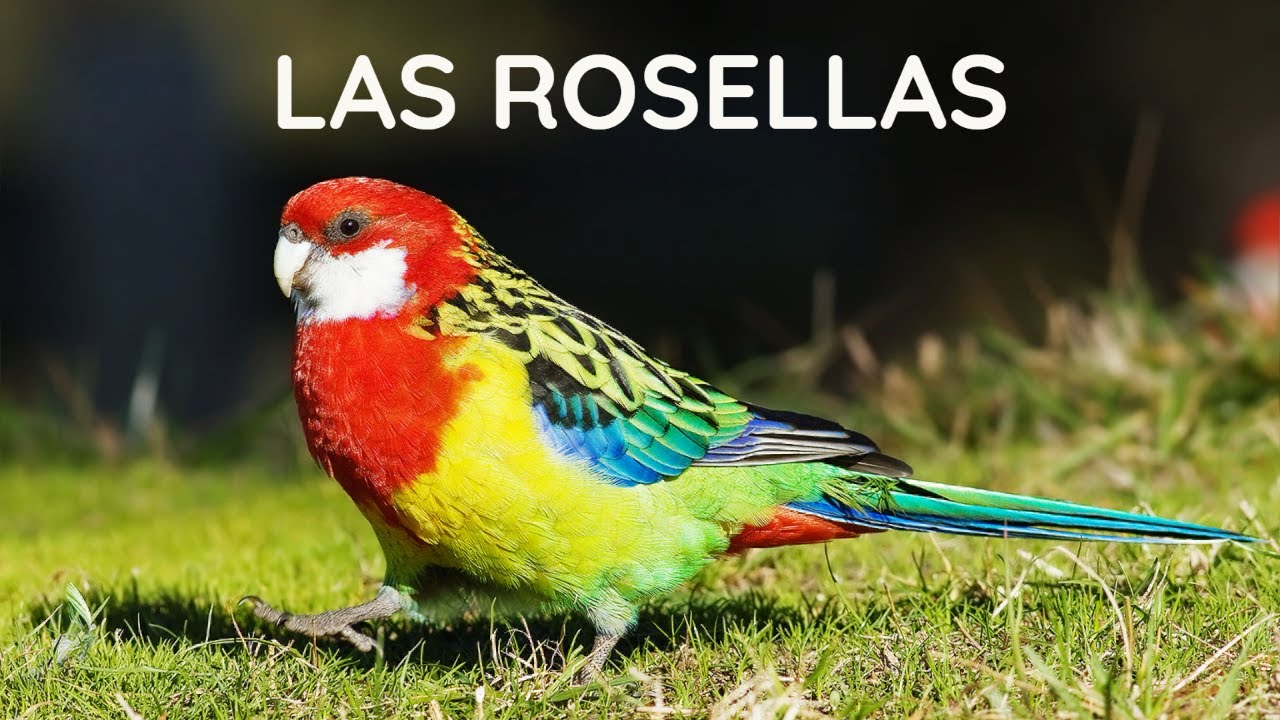 TODO sobre las ROSELLAS - Cuidados, alimentación, sexado... - YouTube