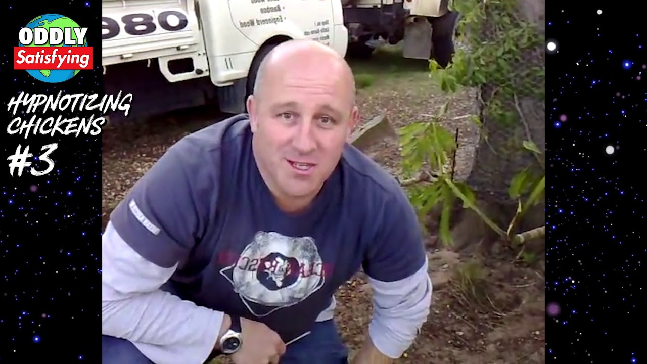 Chicken Hypnotized Compilation #3 (2019) - Simple Chalk Lines Hypnotize ...