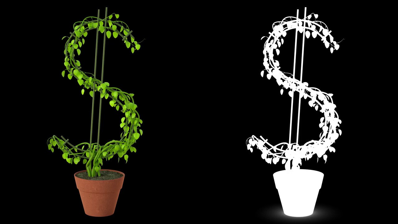 Bonsai. Dollar tree. Growth of dollar tree. Isolated. - YouTube
