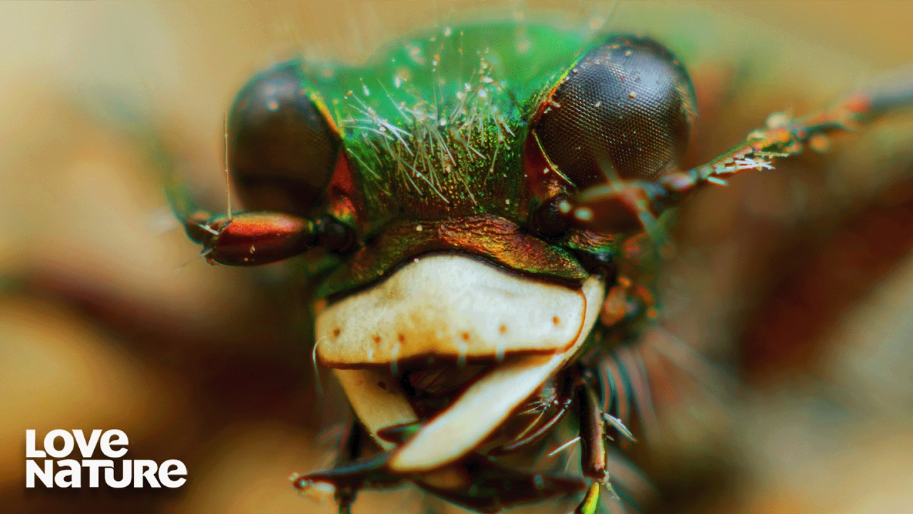 Insect Hunters: The Planet's Real Overlords | Wild Hunters 107 - YouTube