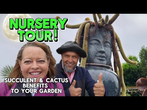 Succulents GALORE // Cactus & Succulent nursery tour 🌵 - YouTube