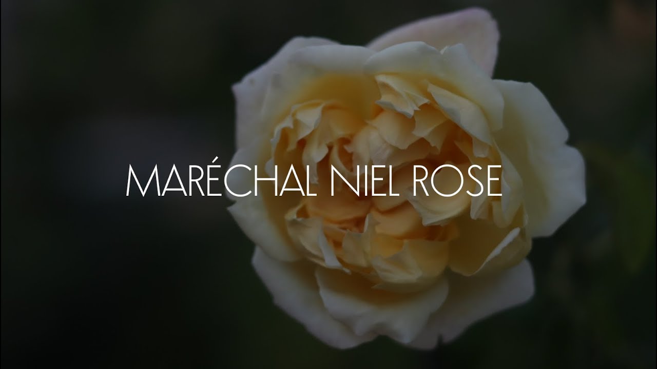 ভিন্ন স্বাদের গোলাপ: পর্ব ১ {Maréchal Niel} // Maréchal Niel: Tea ...