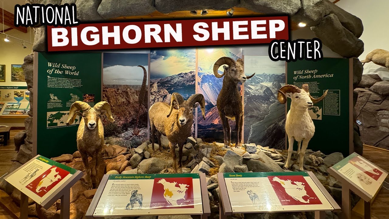 Taking A Stroll Through The National Bighorn Sheep Center | Dubois ...