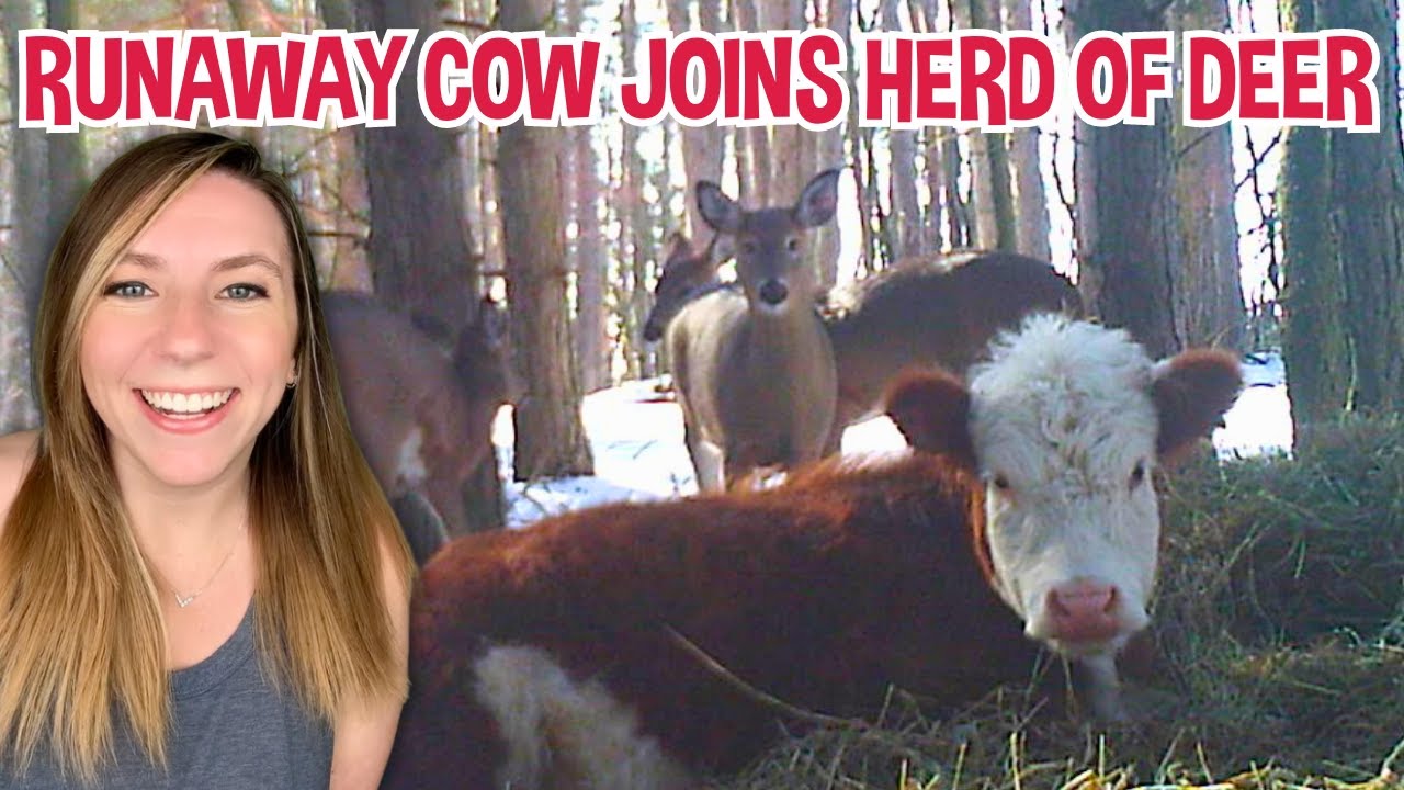 Runaway cow joins herd of deer and escapes slaughter - YouTube