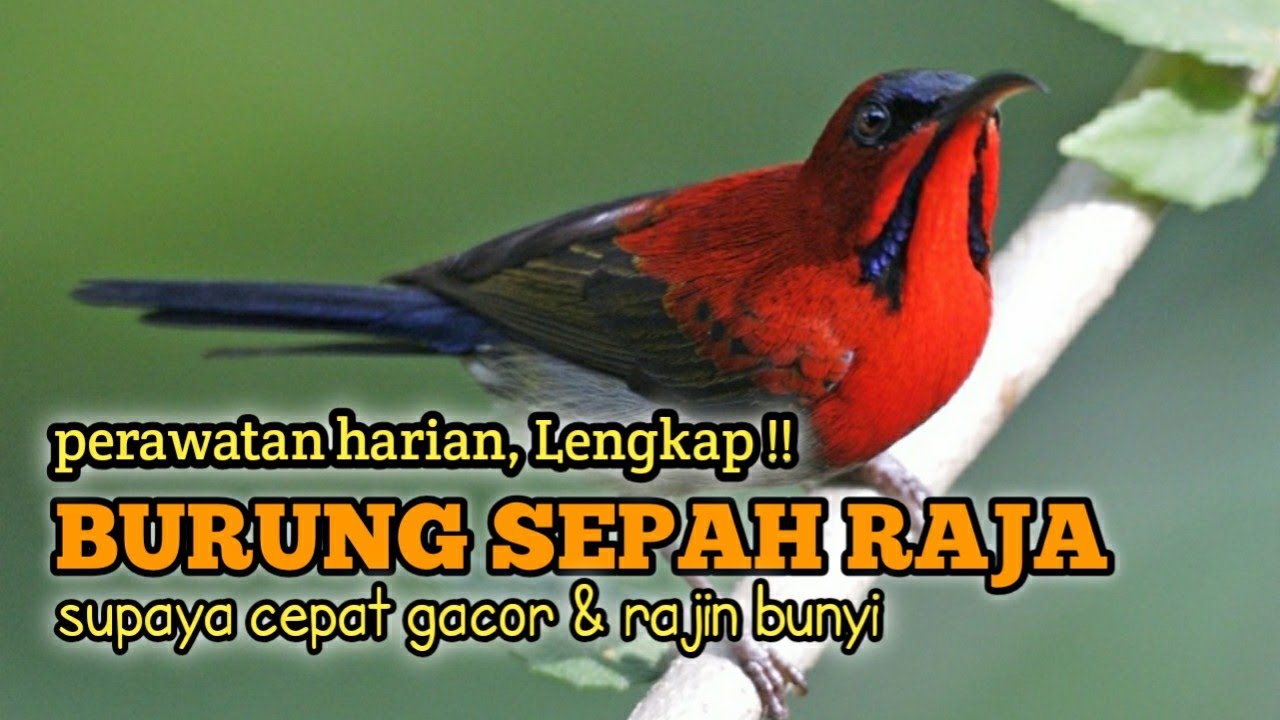 cara cepat menggacorkan burung sepah raja || perawatan harian burung ...
