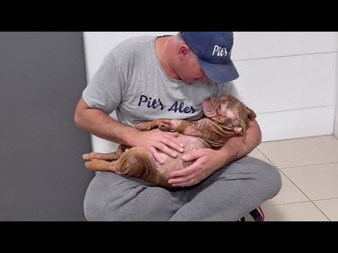Used for breeding her whole life, blind and broken — she fell asleep in my arms