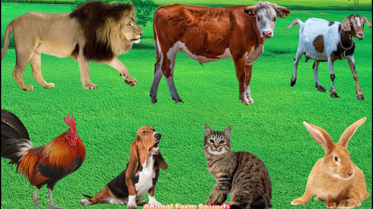 Animal Sounds Collection: Dog, Lion, Cow, Goat, Sheep, Rabbit - Animal ...