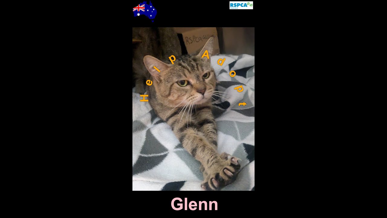 🐾Glenn has been adopted! Cat / Australia / Brisbane Animal Care Campus ...