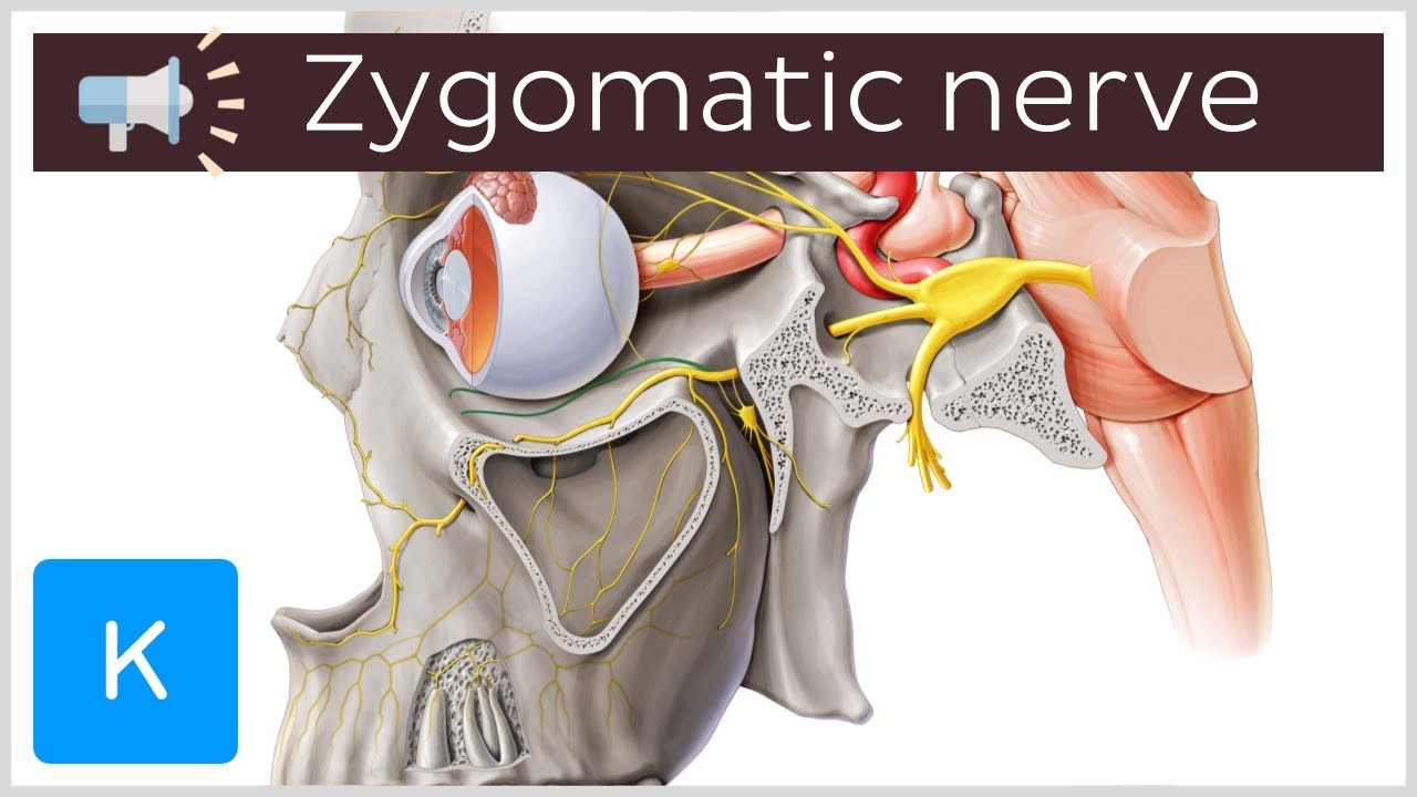 Zygomatic nerve | Anatomical Terms Pronunciation by Kenhub - YouTube