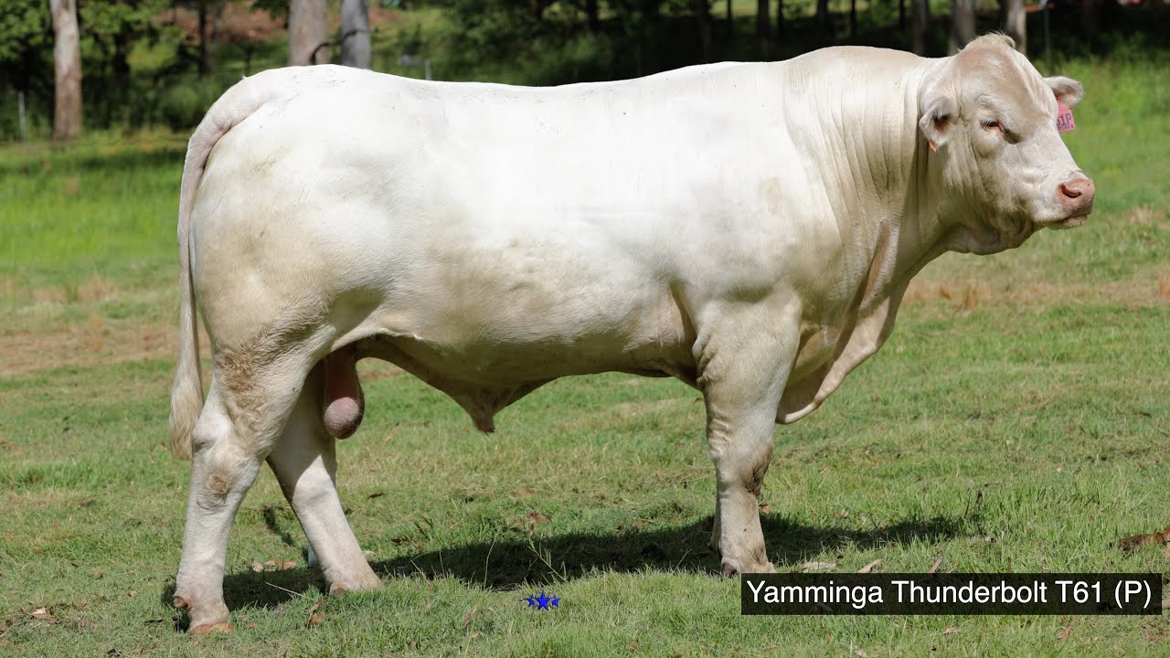 Yamminga Thunderbolt T61 (P) - YouTube