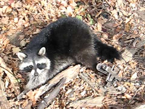 Trapping Racoon - YouTube