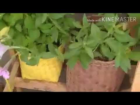 new fresh flower from makuran