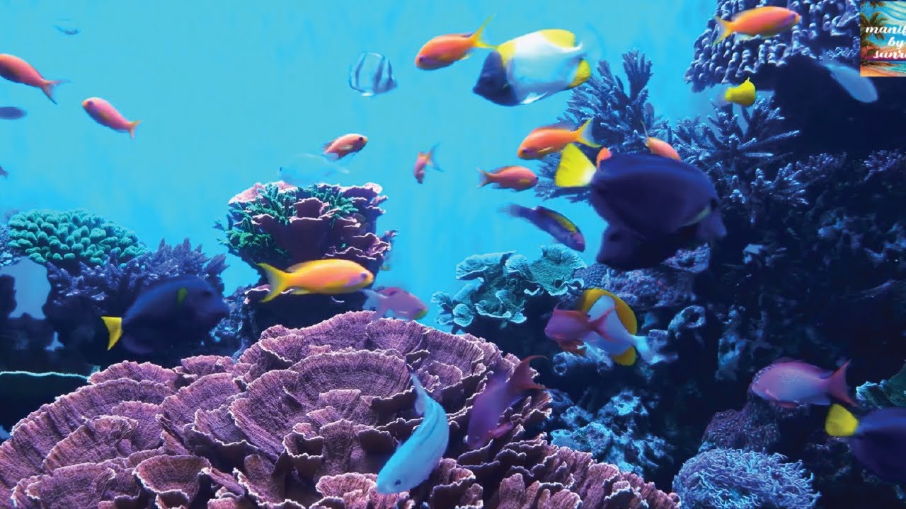 Fish Relaxation Aquarium Ocean Waves CALMING POSITIVE ENERGY MUSIC ...