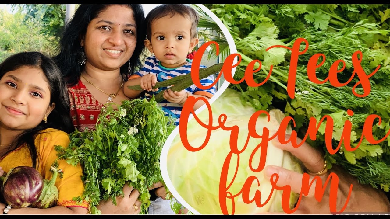 CEE TEES FARM | ORGANIC FARM AT AJMAN | OUR 22ND VLOG | RG VLOGS. - YouTube