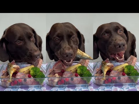 ASMR How much does an 80-pound Labrador eat in one meal#mukbang - YouTube