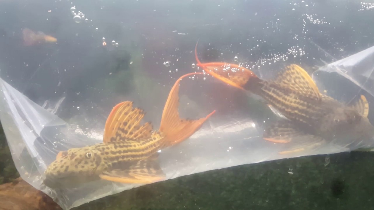 L25 pleco fish - YouTube