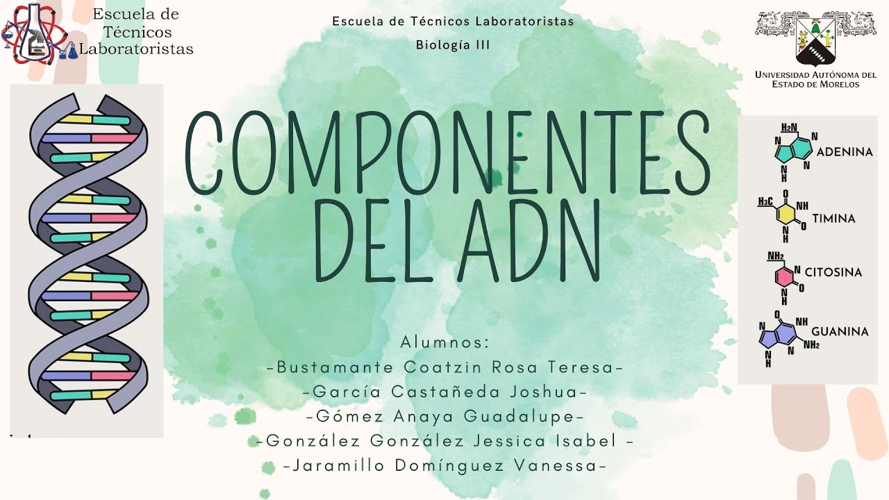 LOS COMPONENTES DEL ADN - YouTube
