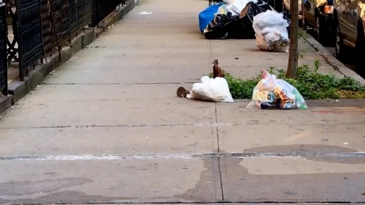 VIDEO: Massive rat caught dragging trash across sidewalk - YouTube