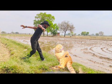 Ferocious Cat Made a Dengerous Attack @shwetasutarwildliferescuer# ...