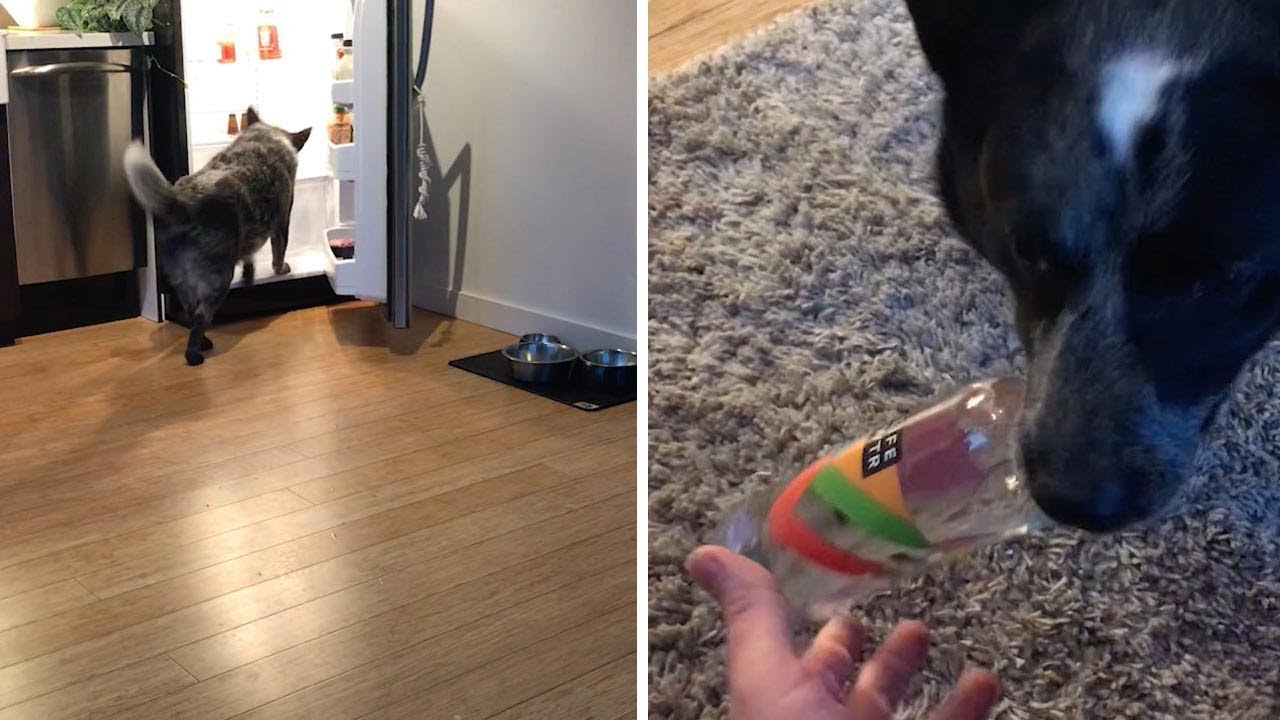 Clever Pooch Collects Beer and Wine From Fridge For Owner - YouTube