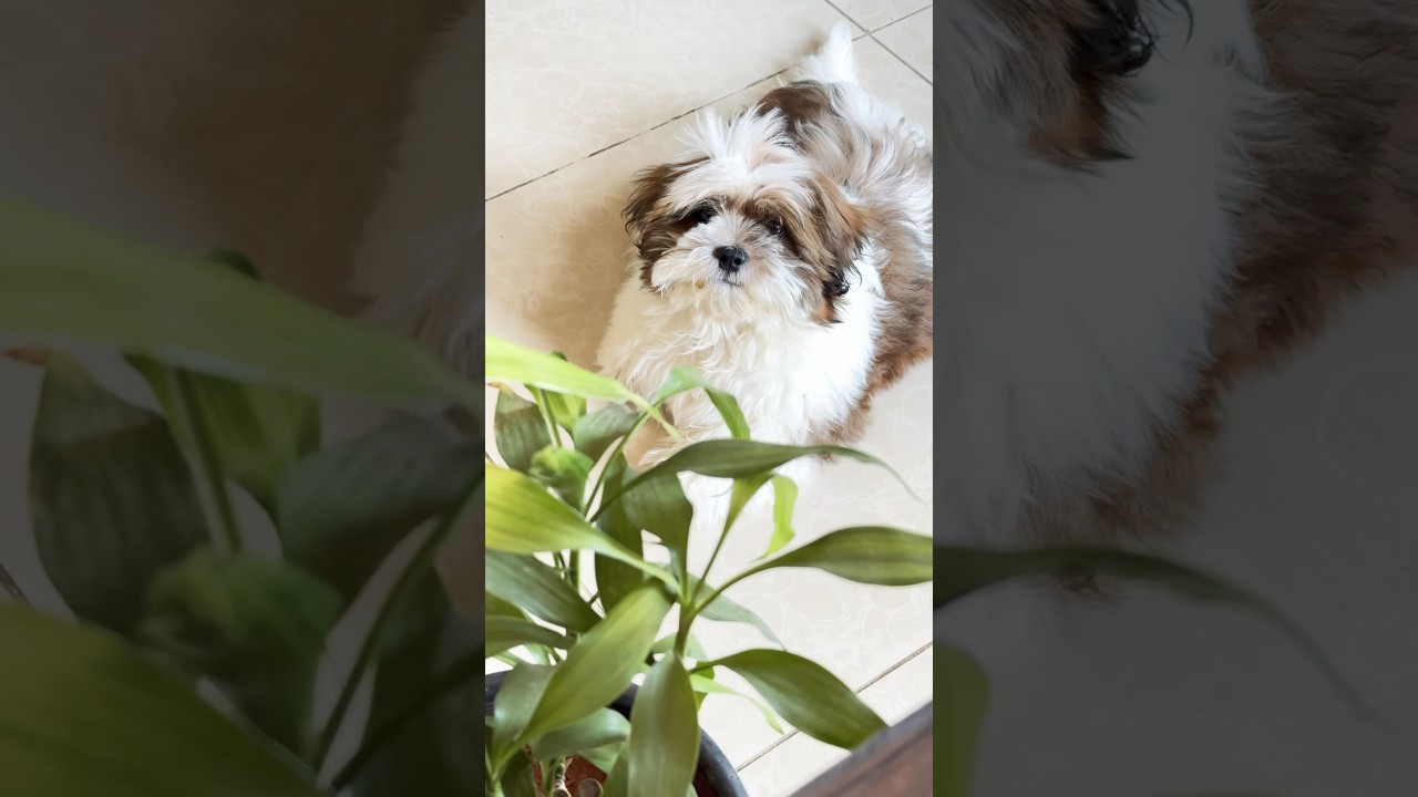 My grr grrrr baby 🥹😍🫶🏻🥰 ️ #song #ytshorts #short #youtubeshorts # ...