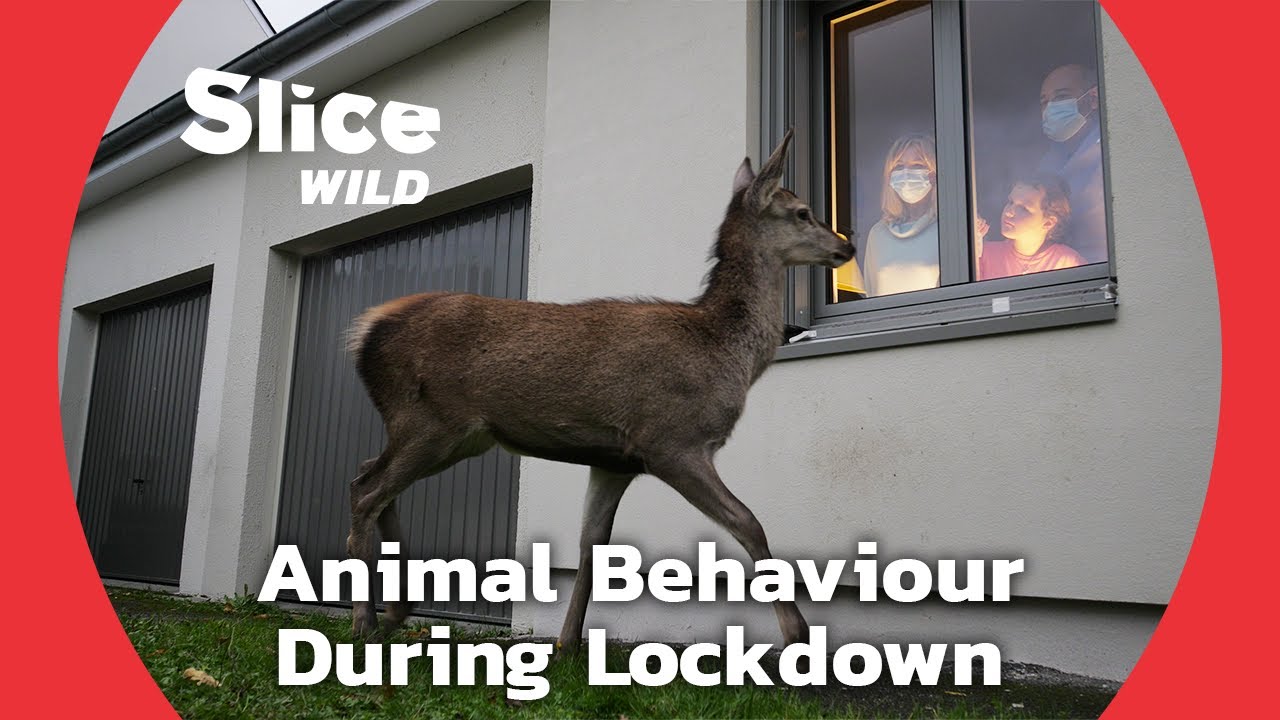 Animals Enjoying the Absence of Humans | SLICE WILD - YouTube