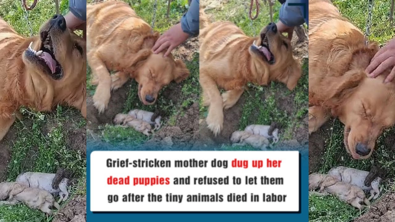 Devastated Mother Dog Dug Up Her Dead Puppies - YouTube