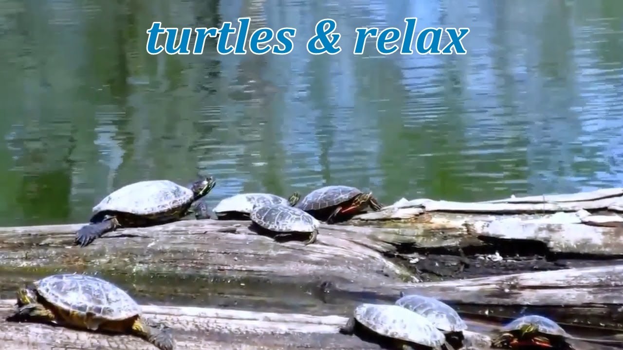 Piano relax music and turtles - a session for revitalizing and ...