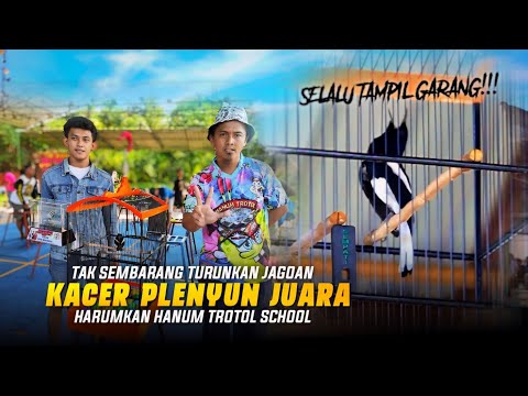 JUARA TIAP MINGGU - KACER PLENYUN MAKIN MAKSIMAL KERJANYA