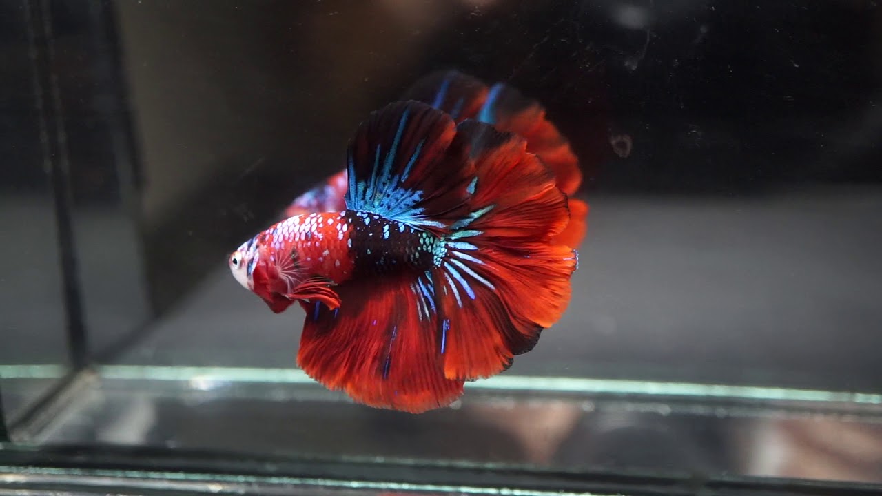 Betta Fish SUPER RED KOI GALAXY STAR Rosetail HM (Male) - YouTube