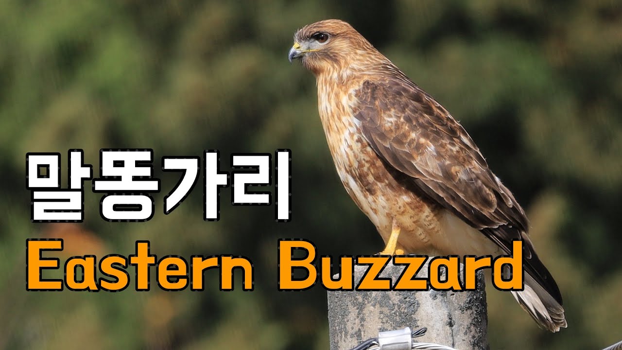 (수리과)말똥가리ㅣ흔한 겨울철새ㅣEastern Buzzard #Buzzard #birdwatching - YouTube