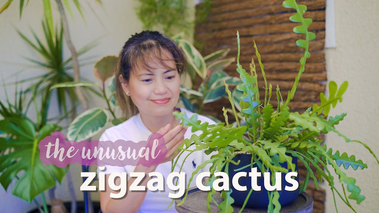 Zigzag or Fishbone Cactus plant care and update | Jungle Cactus plant care - YouTube