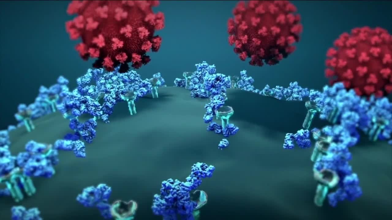 COVID-19 summer surge has arrived in the United States, levels of virus ...