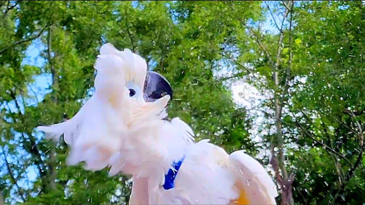 Slow Motion Misting Onni Cockatoo Lalala - YouTube