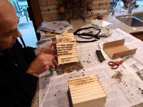 Opening Mason Bee Wood Trays with Crown Bees