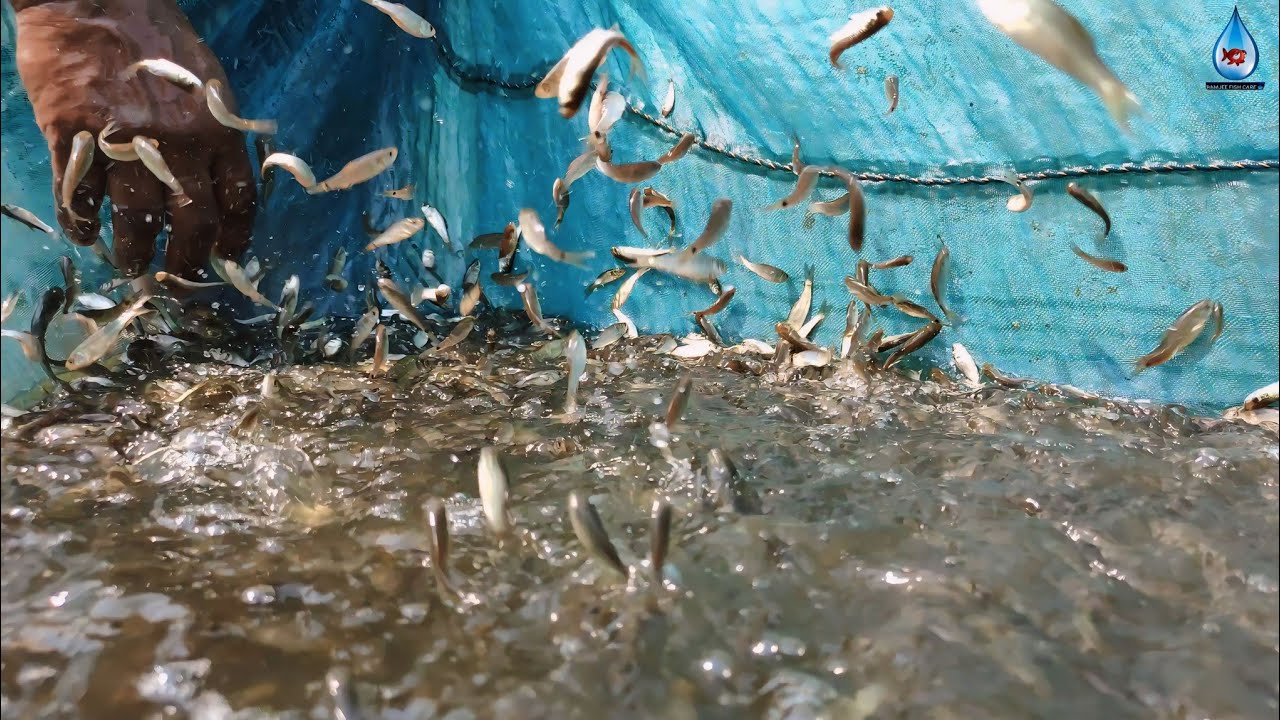 Fish Transfer to Rearing Tank 👍👍👌😍|| Finger Size Fish 👌👌#ramjeefishcare ...