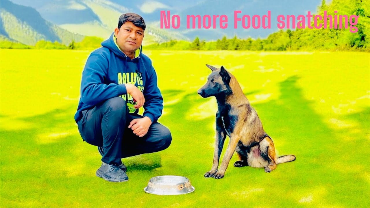 "No More food Snatching Teaching Dogs Patience with Food" by Adnan ...
