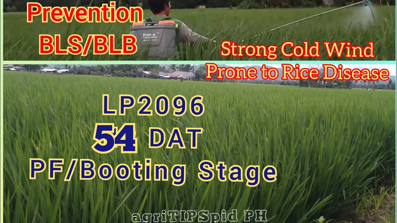 Bacterial Leaf Streak/ Bacterial Leaf Blight (BLS/BLB) Prevention ...