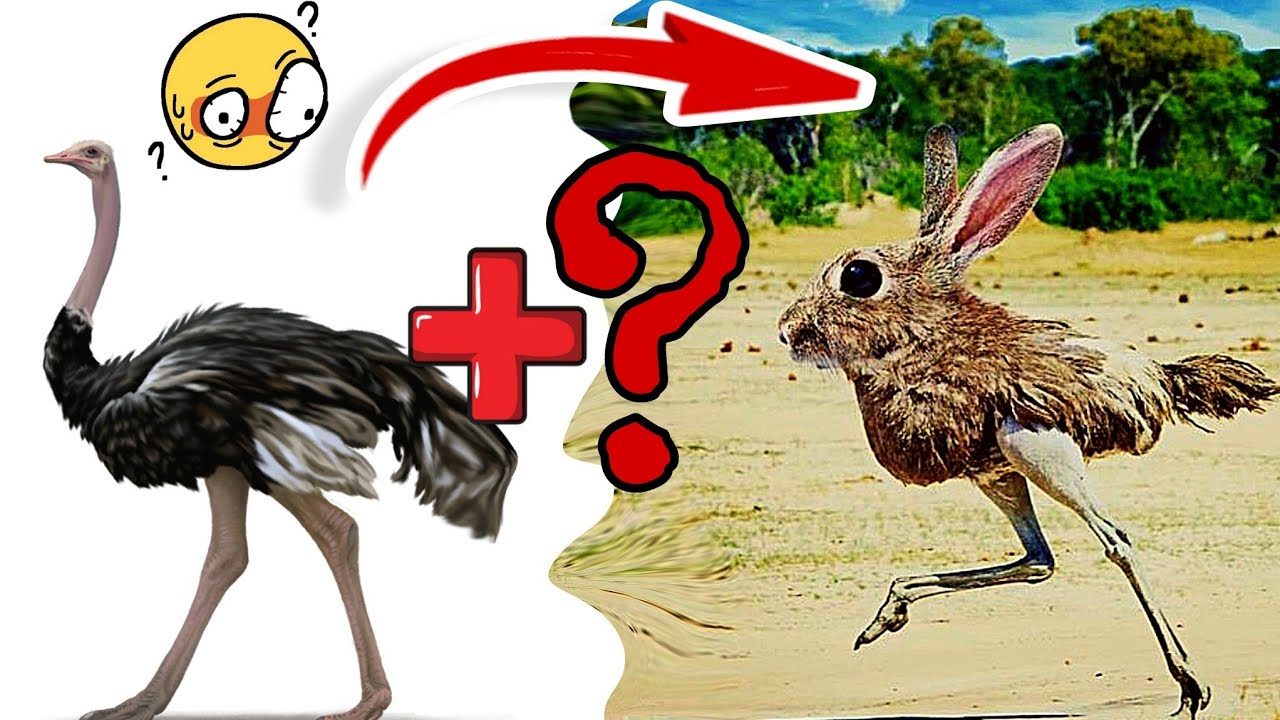 Animals. Morphing animals. Ostrich +Hyena =?.Rabbit, Dog,Cat,Elephant ...