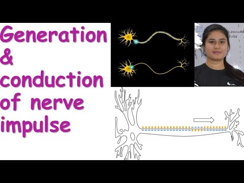 Generation and Transmission of Electrical Nerve Impulse| lecture-3 ...