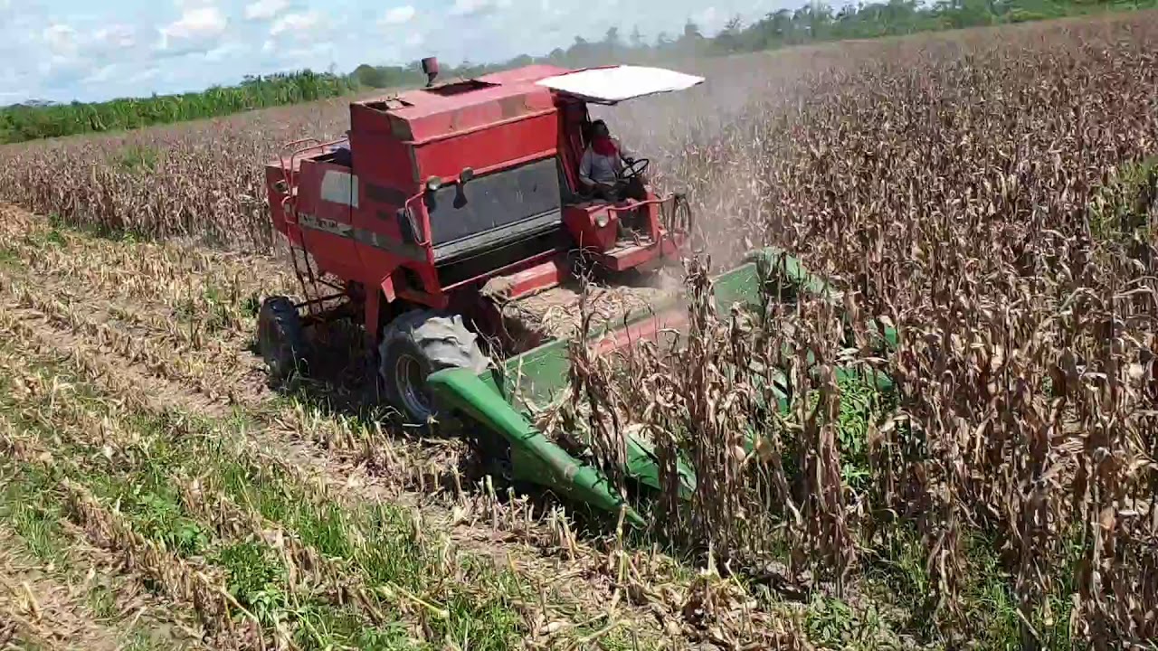 Cosechando maiz en Peru con New Holland y Massey Ferguson - YouTube