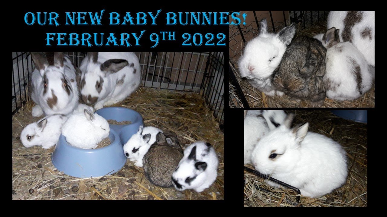 Our Rabbit Adventure: Our Cute Baby Rabbits!! - YouTube
