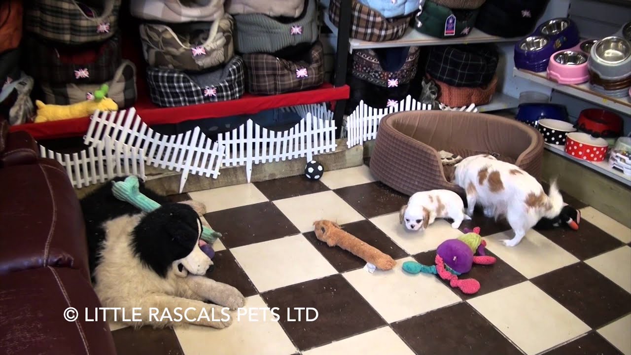 Little Rascals Uk breeders New litter of Cavaliers with Mummy - Puppies ...