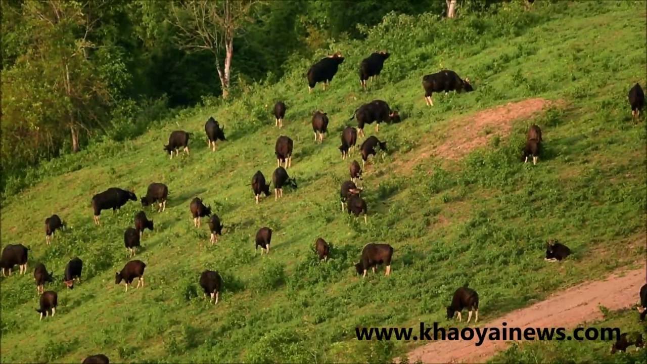 a big gaur herd in khao paeng ma non-hunting area - YouTube