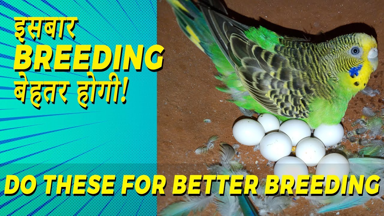 Breeding Season Tips | Breeding Tips for Birds | Birds Breeding ...