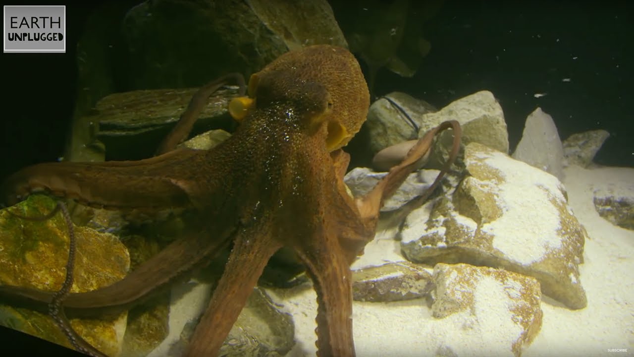 You Should Be Afraid Of The Octopus! | Zoo La La | BBC Earth Explore ...