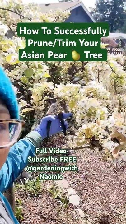 🌿Pruning Asian Pear Tree 2025 #pruning #pear #tree #growth #gardening - YouTube
