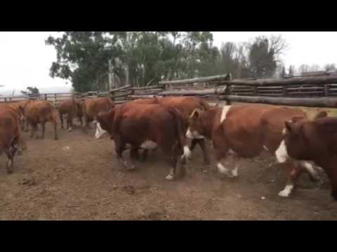 30 cows - YouTube
